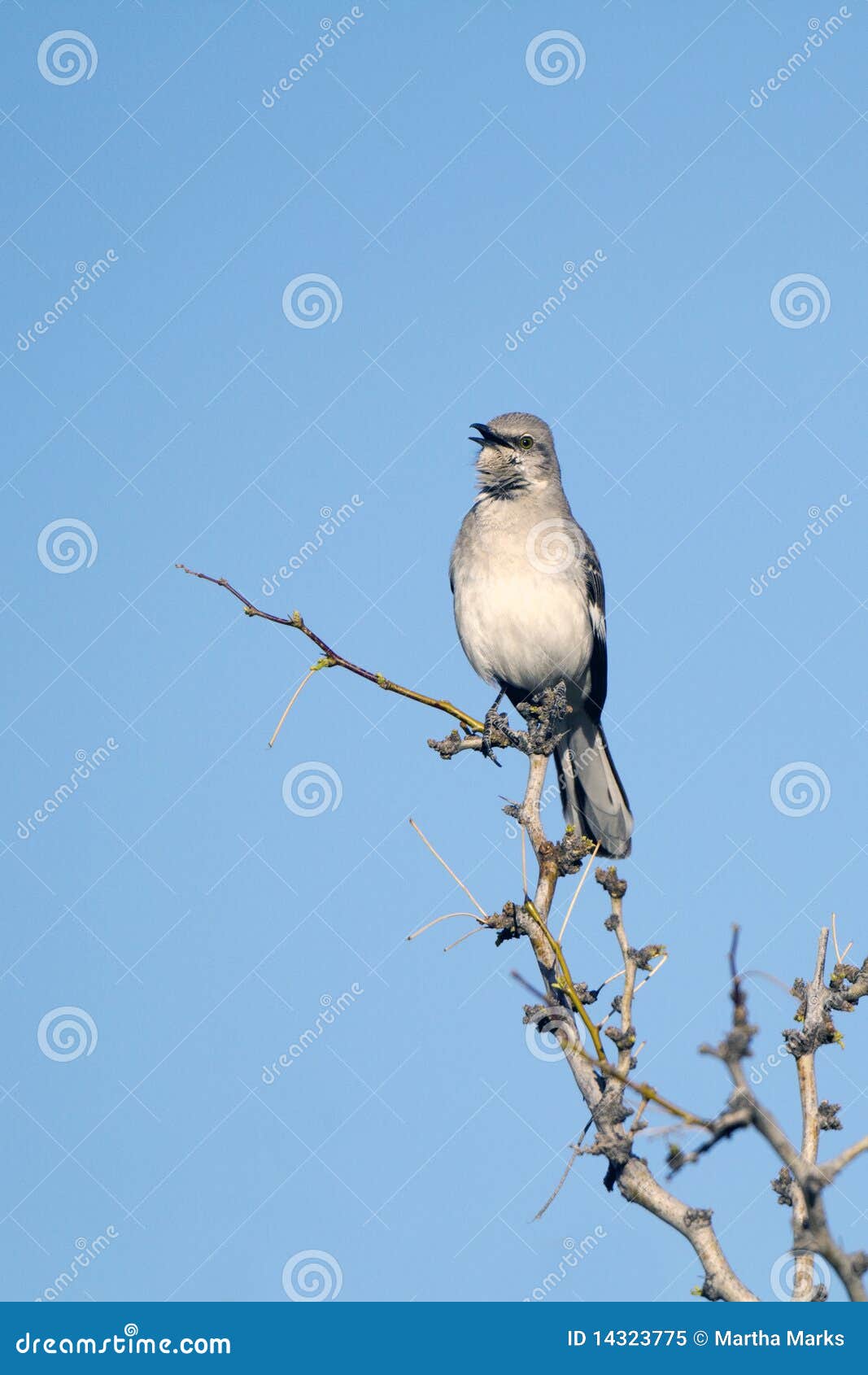 Northern Mockingbird, Mimus Polyglottos Stock Image - Image of white ...