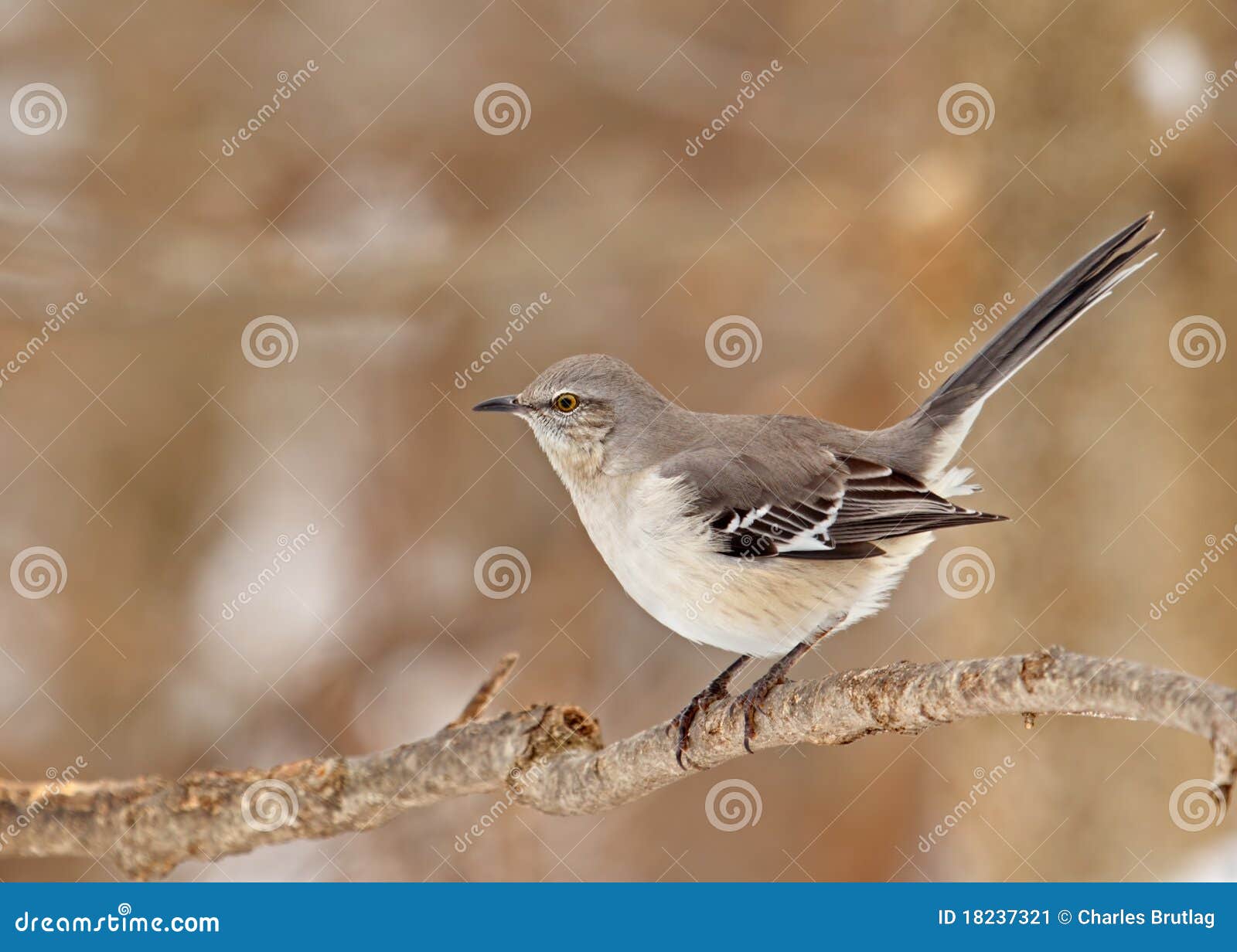 Northern Mockingbird, Mimus Polyglottos Stock Image - Image of bill ... Northern Mockingbird, Mimus Polyglottos Stock Image - Image of bill ...