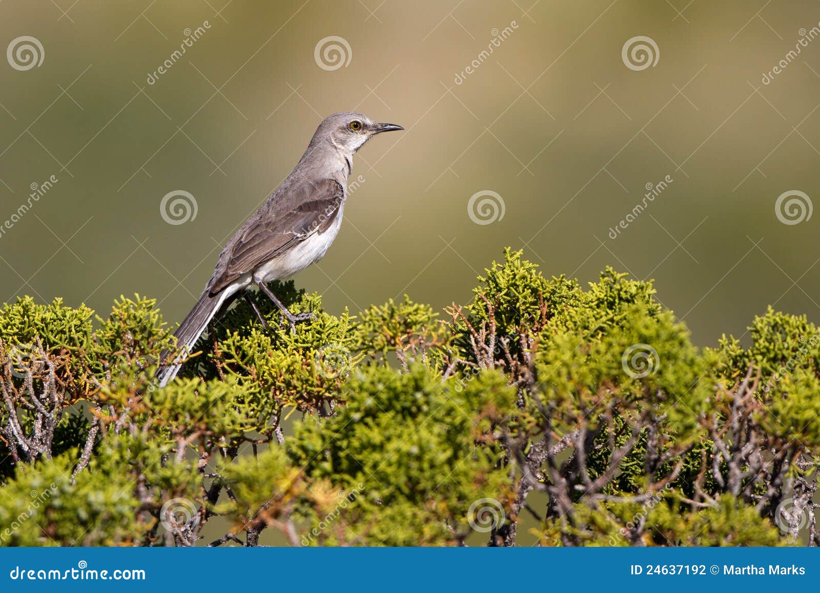 Northern Mockingbird, Mimus Polyglottos Stock Photo - Image of ...