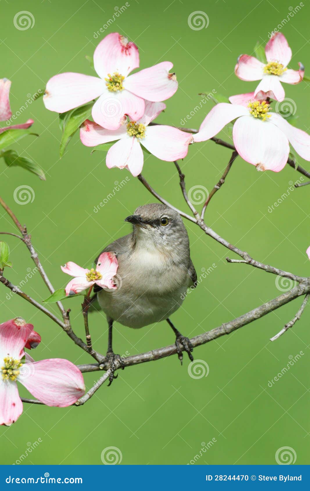 Northern Mockingbird (Mimus Polyglottos) Stock Photo - Image of animal ...