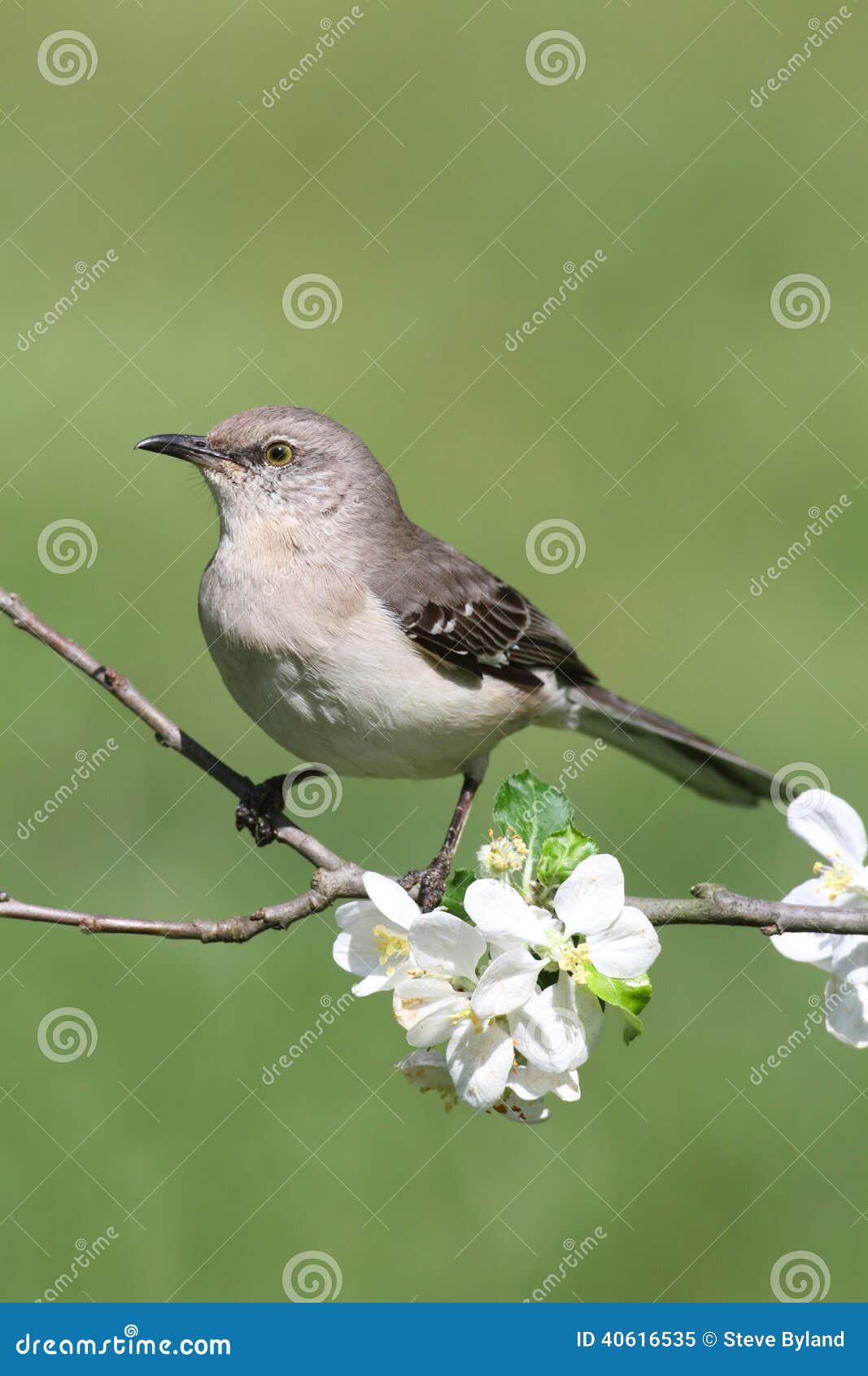 Northern Mockingbird (Mimus Polyglottos) Stock Image - Image of mimus ...