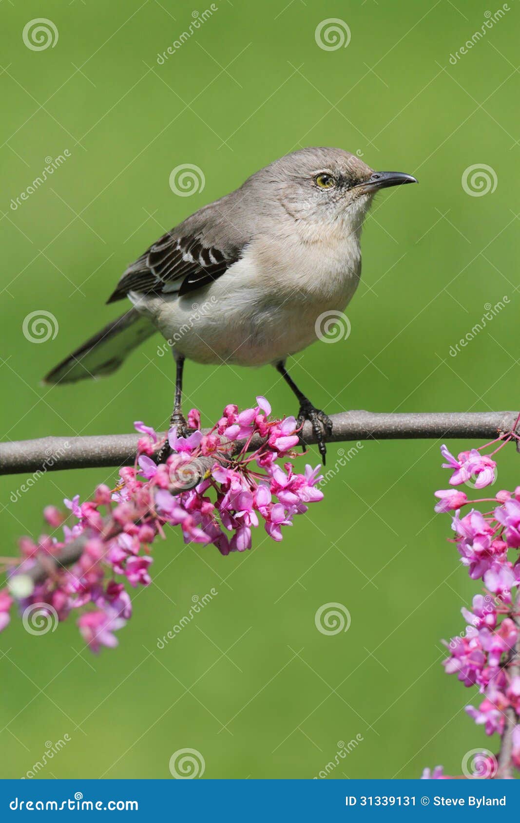 Northern Mockingbird (Mimus Polyglottos) Stock Image - Image of ...