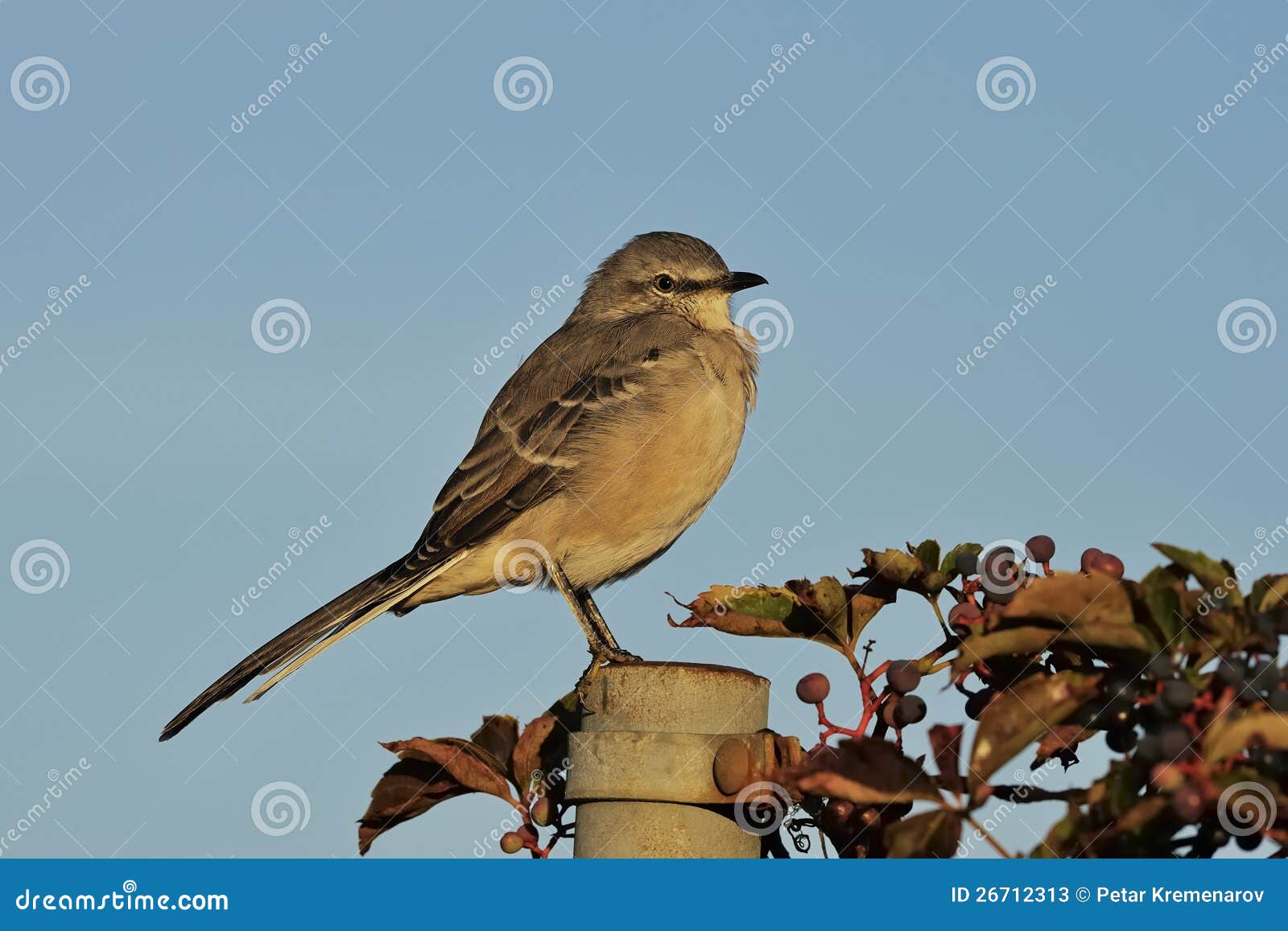 Northern Mockingbird in Morning Light Stock Image - Image of ...