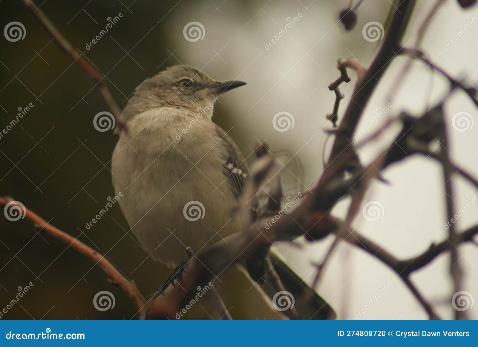 Northern Mockingbird stock photo. Image of mimus, botanical - 274808720
