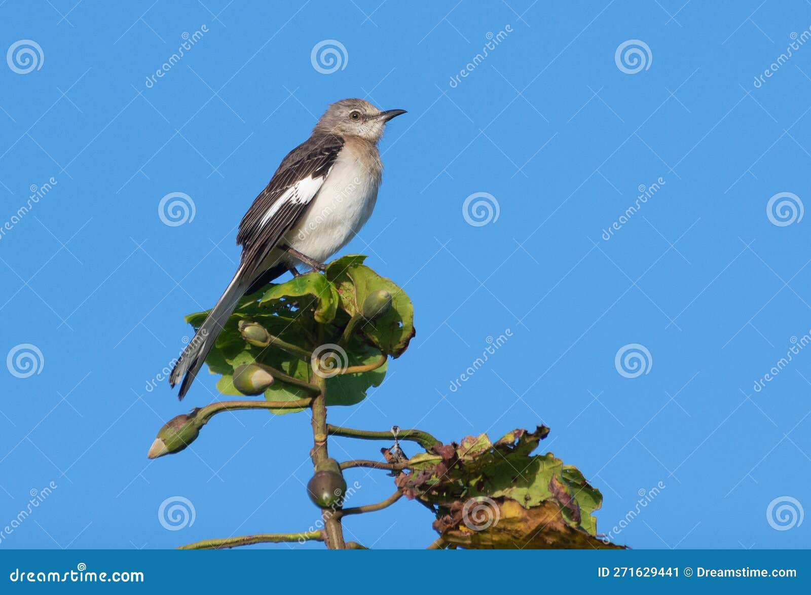 Northern Mockingbird Perch stock image. Image of mockingbird - 271629441