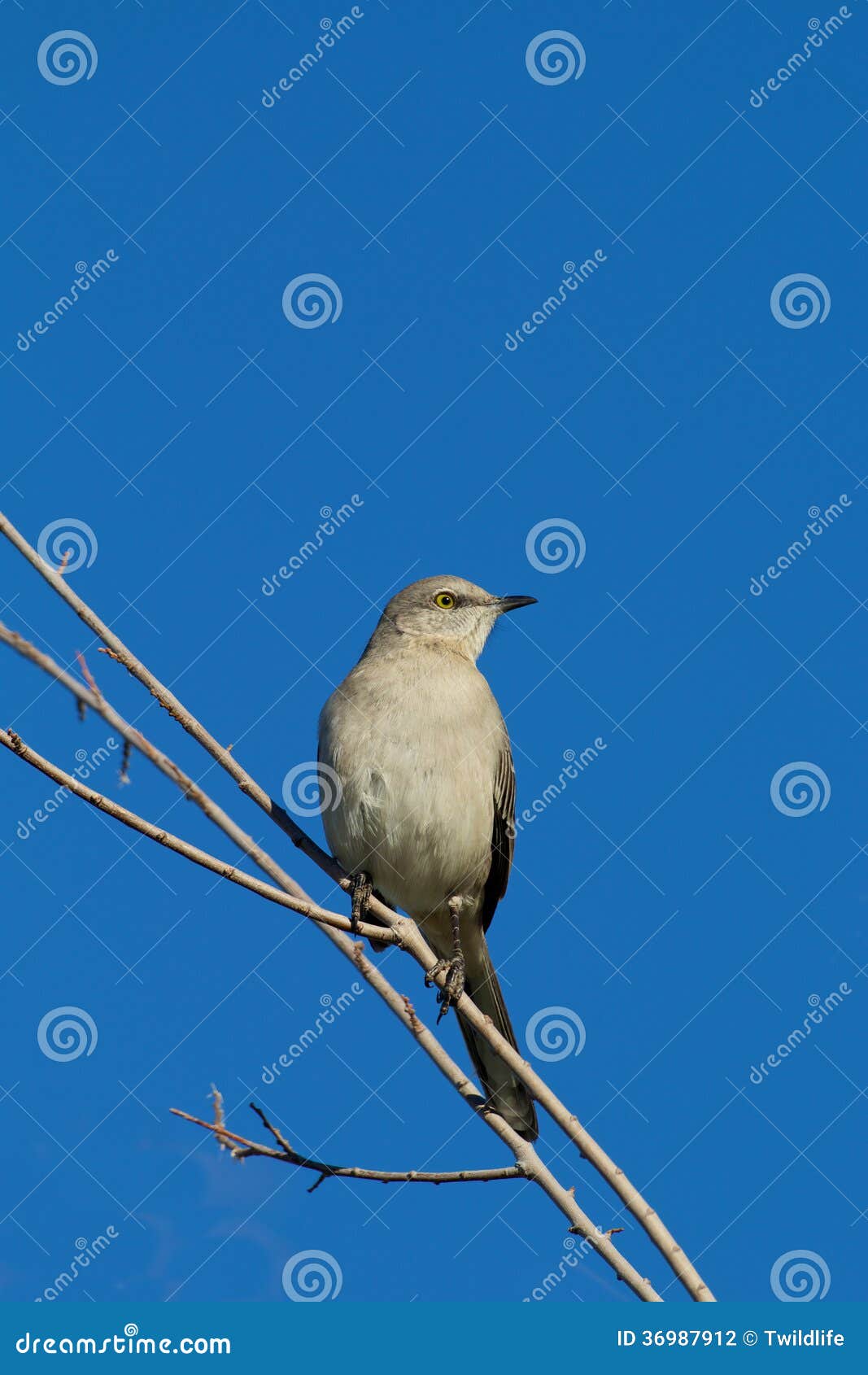 Northern Mockingbird stock photo. Image of mockingbird - 36987912