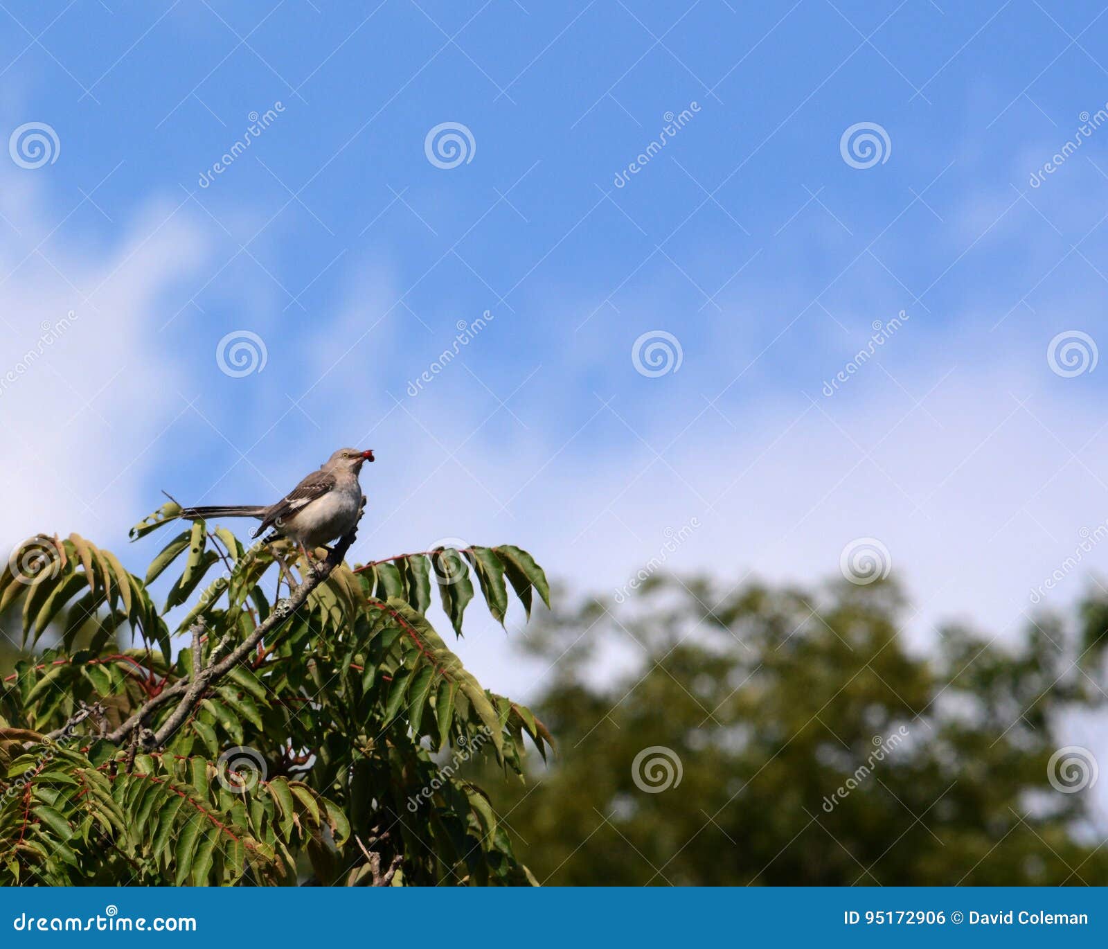 Northern mockingbird stock photo. Image of feathers, sitting - 95172906