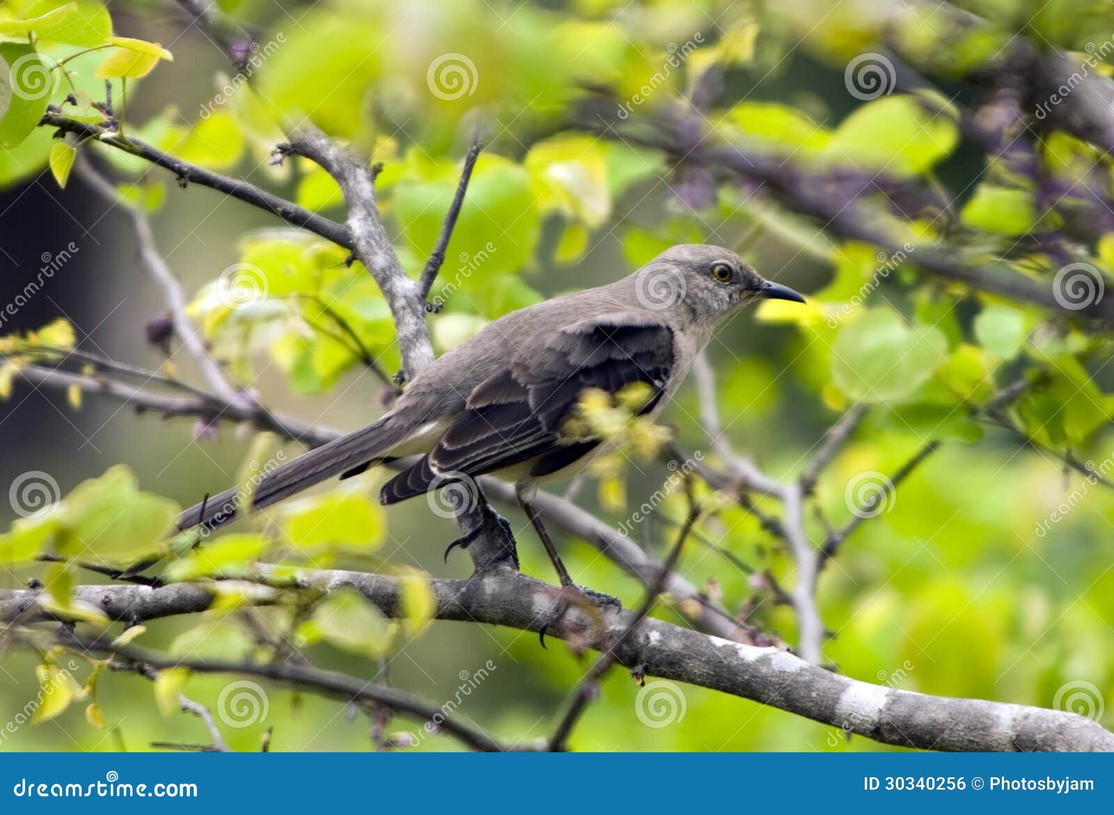 Northern Mockingbird stock photo. Image of macro, leaves - 30340256