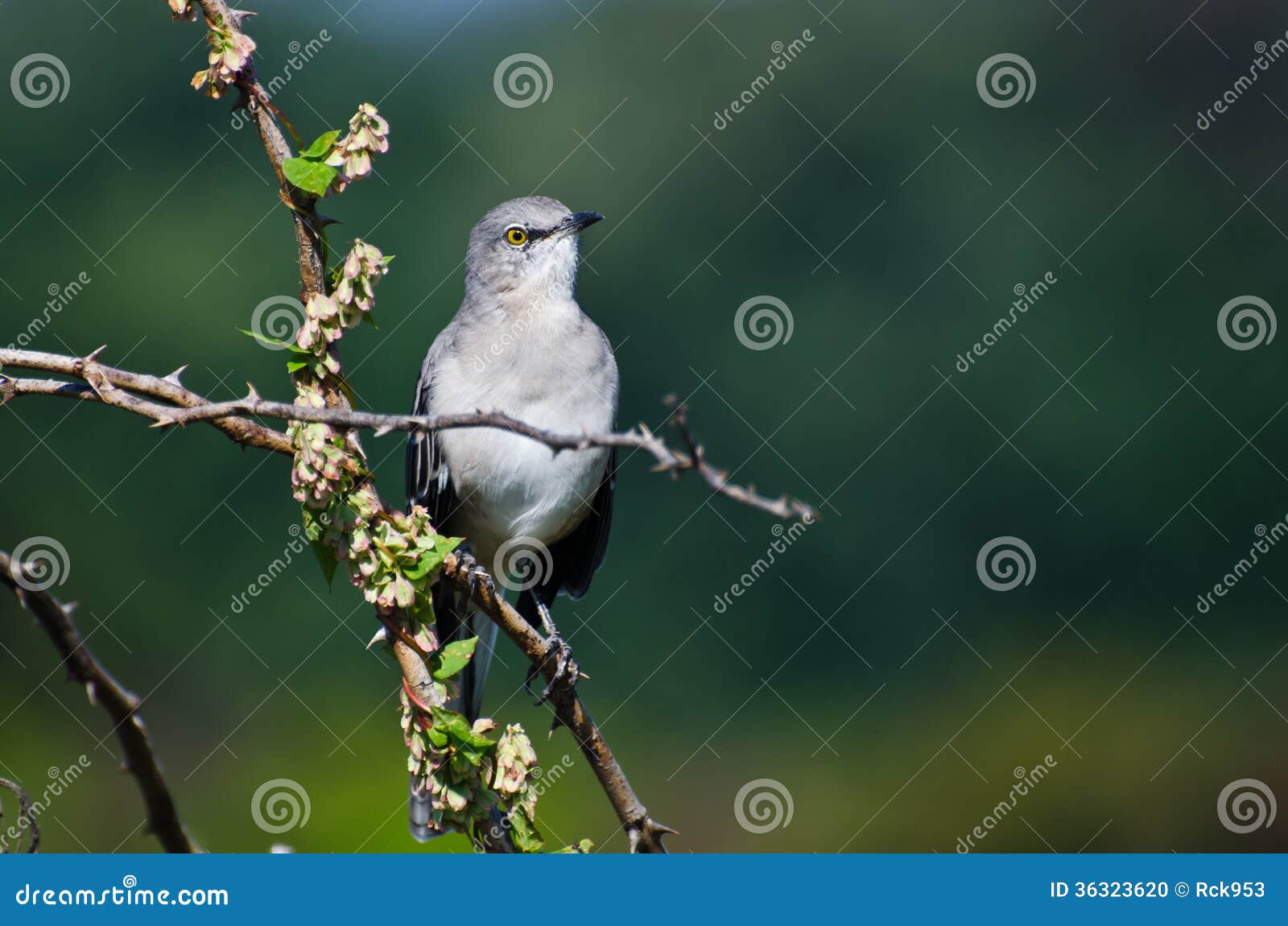 Northern Mockingbird Perched in a Tree Stock Photo - Image of america ...