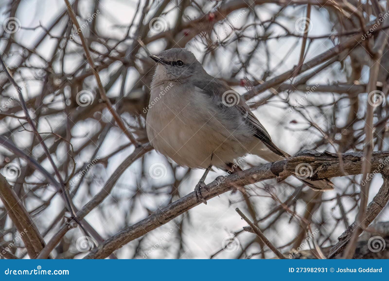 Northern Mockingbird Perching on Tree or Bush Branch Stock Image ...