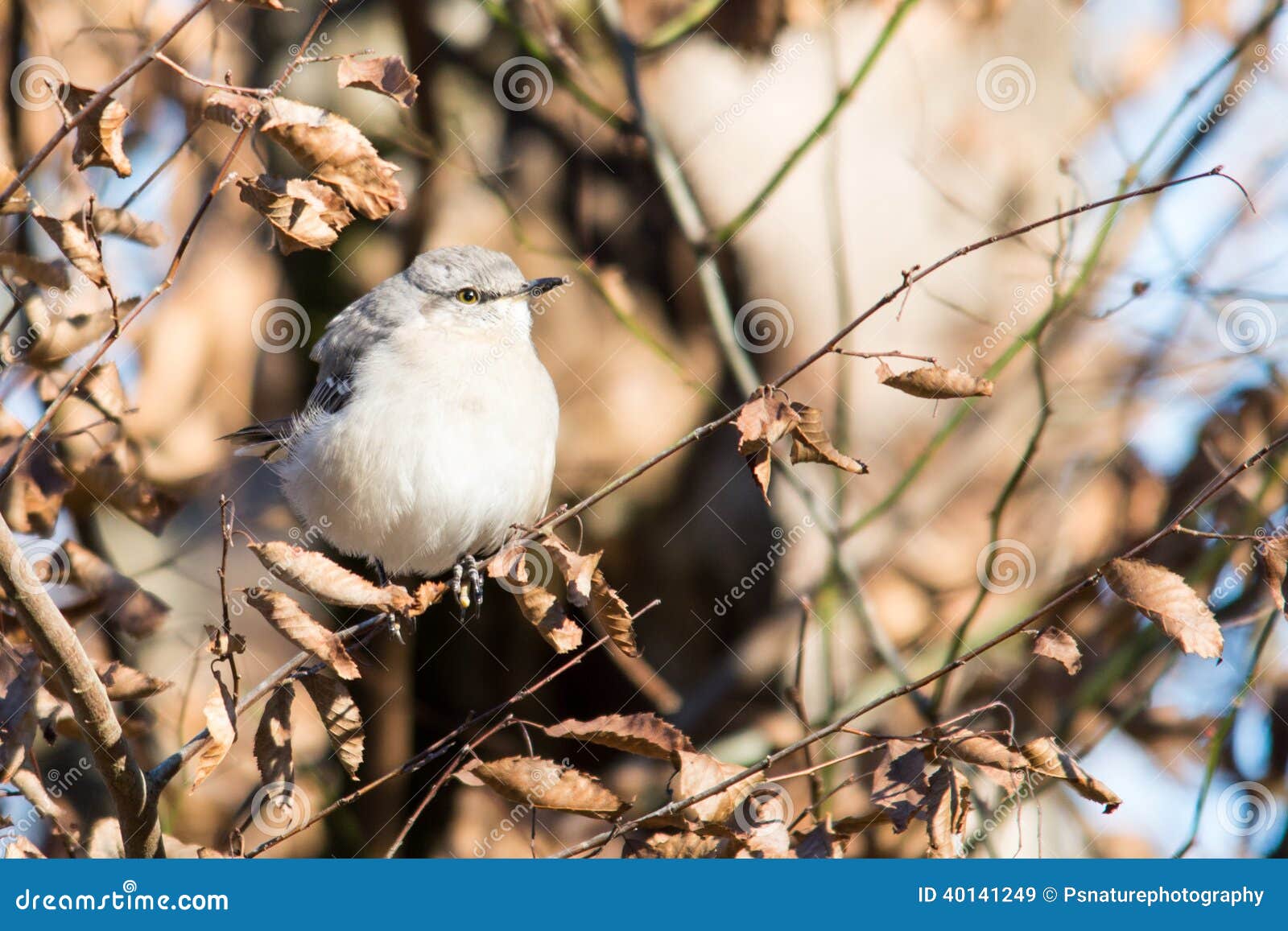 Northern Mockingbird stock image. Image of bird, northern - 40141249