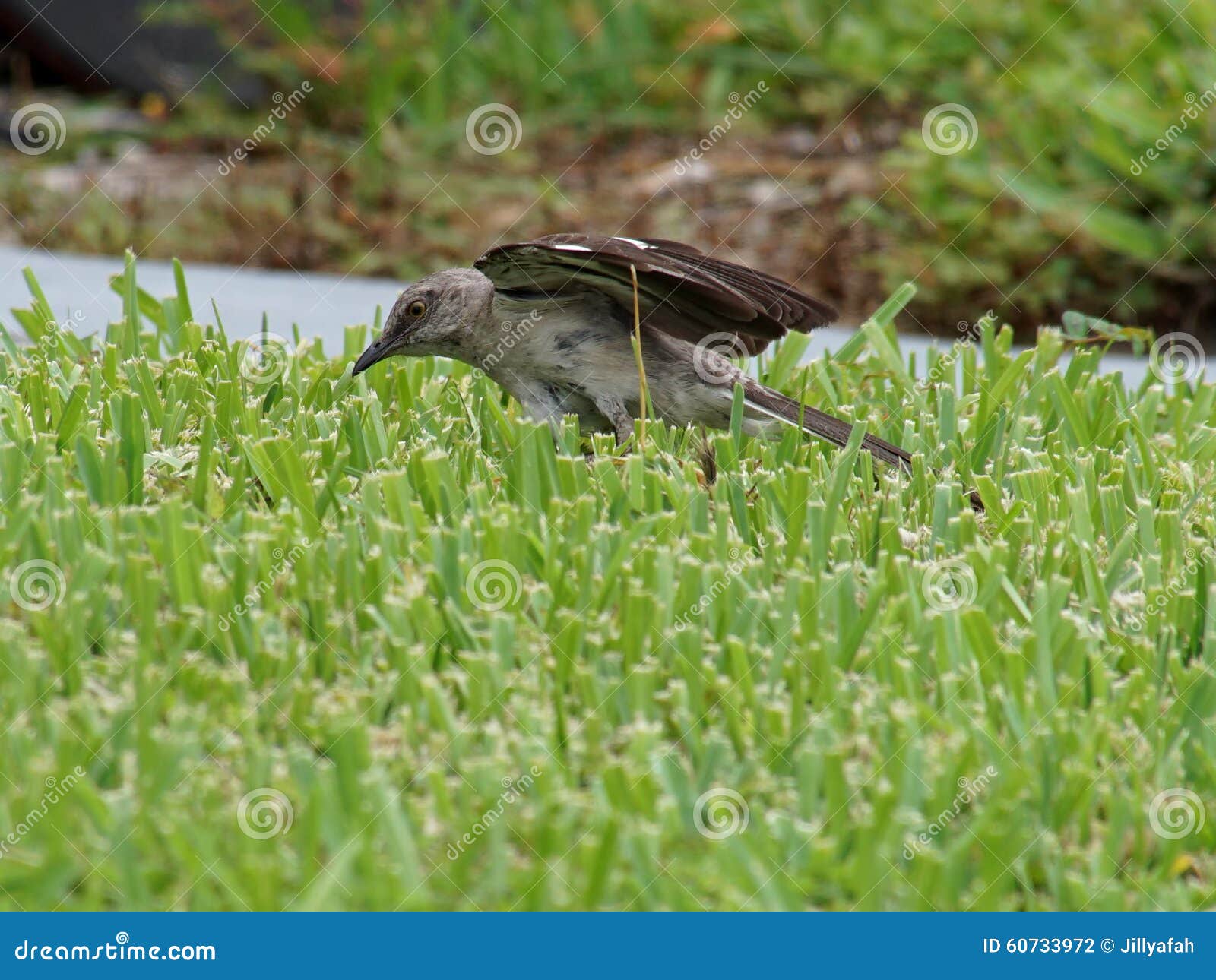 Northern Mockingbird Ready To Pounce Stock Photo - Image of nature ...