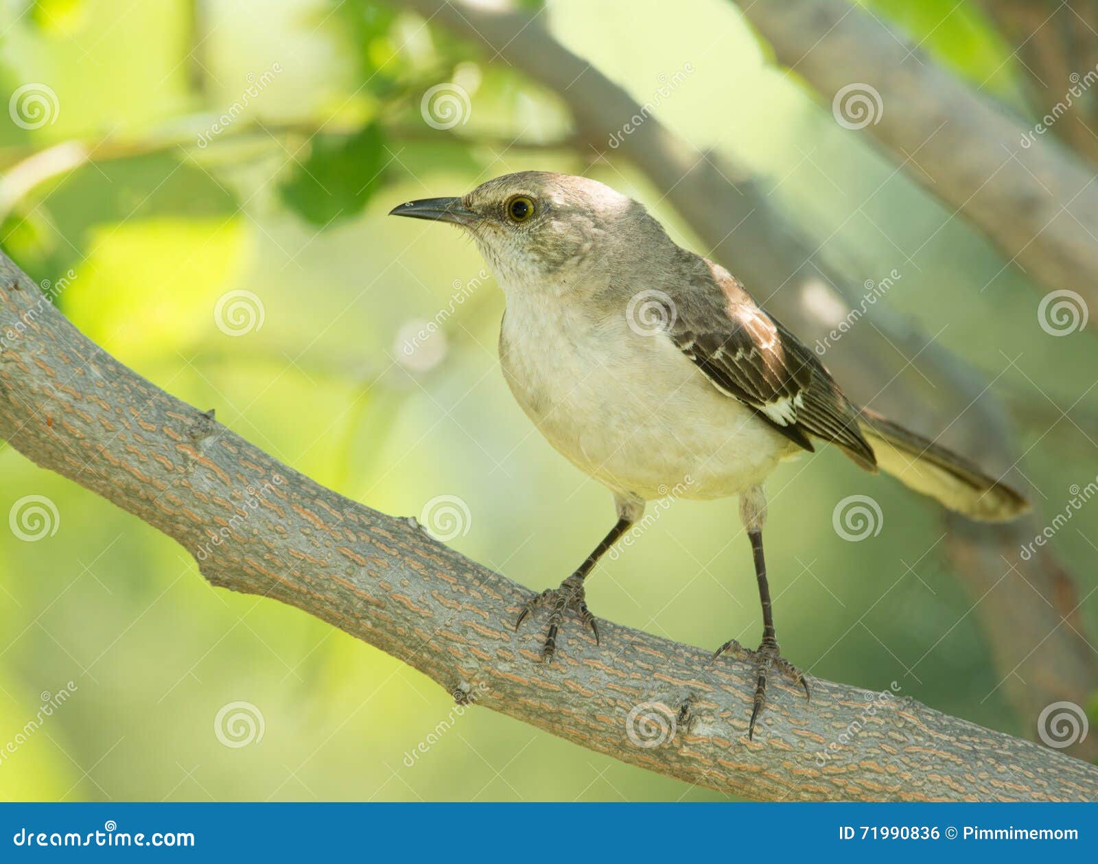 Northern Mockingbird Sitting in the Shade Stock Photo - Image of shade ...