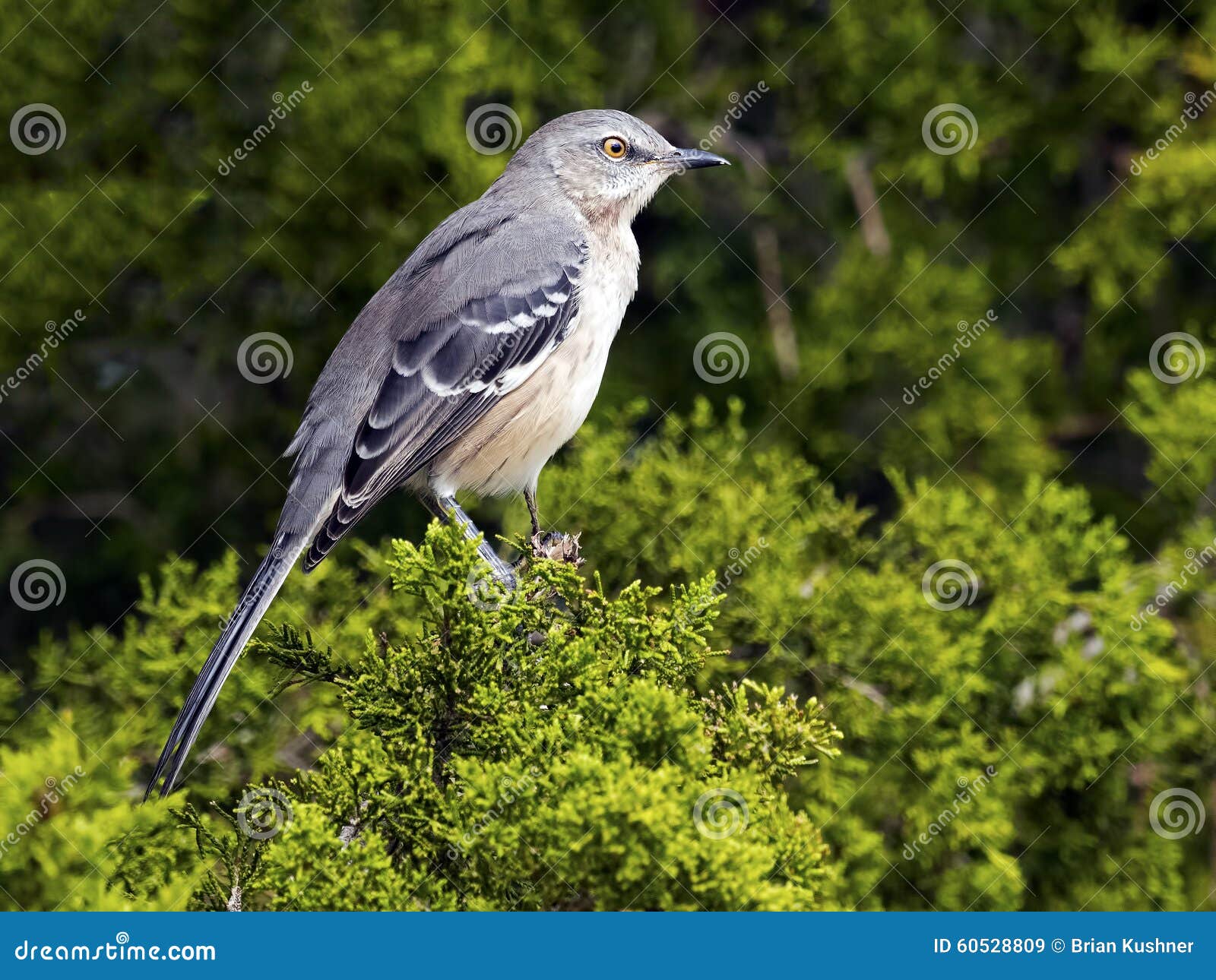 Northern Mockingbird stock image. Image of avian, northern - 60528809