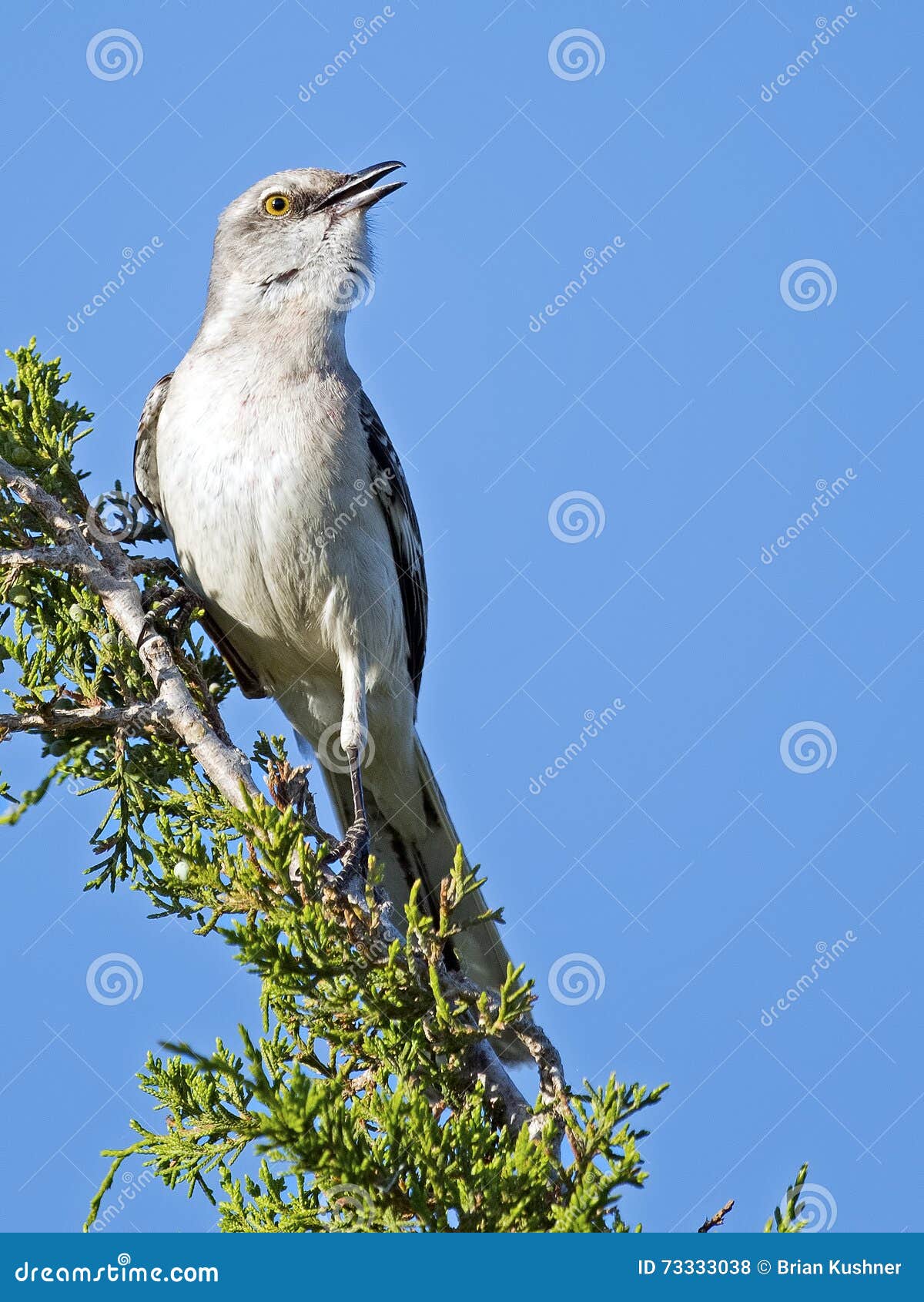 Northern Mockingbird stock photo. Image of birdwatcher - 73333038