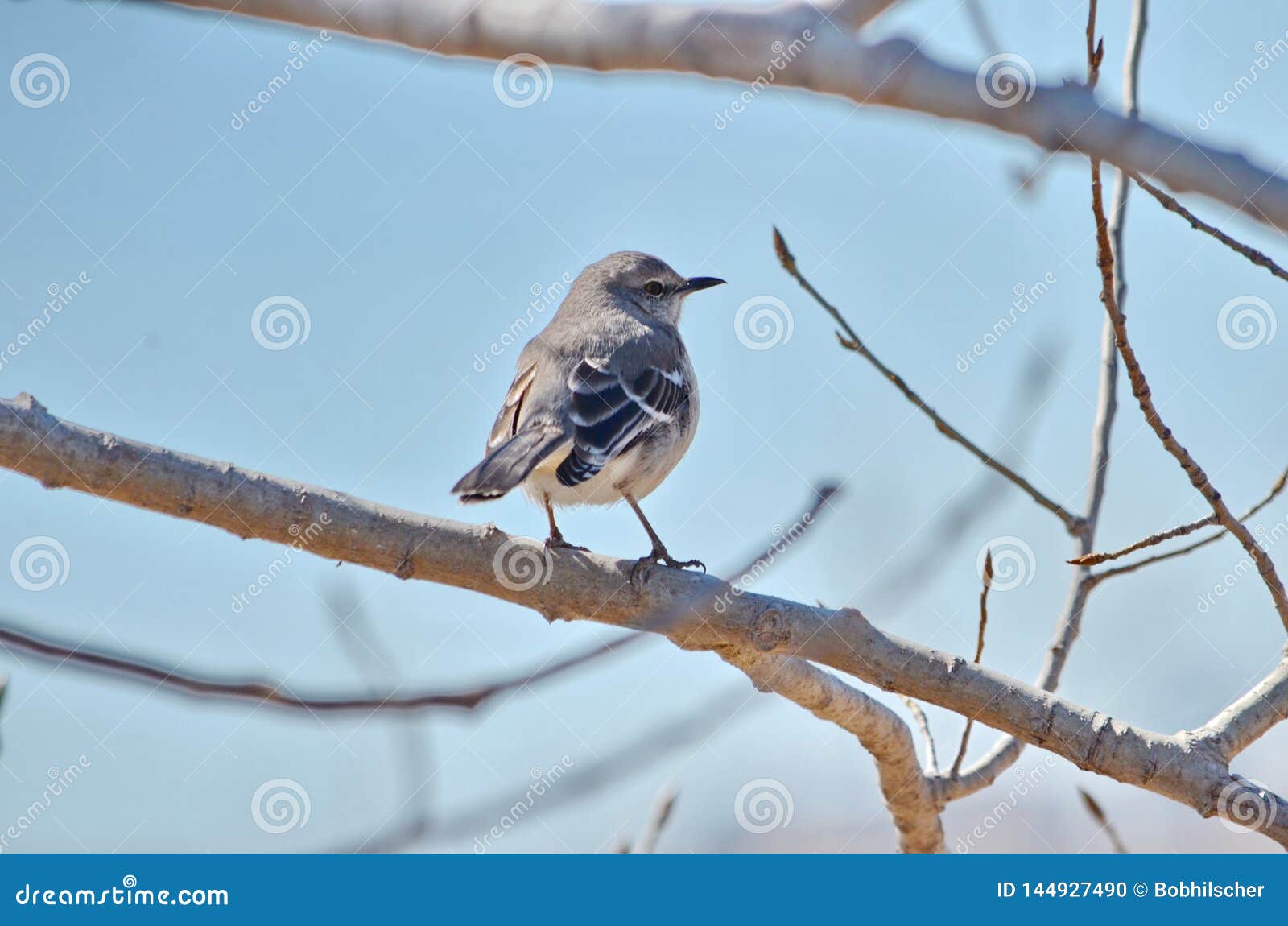 Northern Mockingbird Sitting in Tree Stock Photo - Image of nature ...