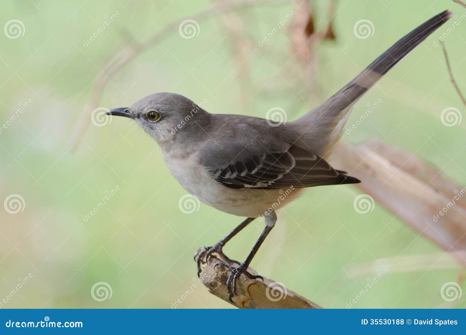 Northern Mockingbird stock photo. Image of ornithology - 35530188