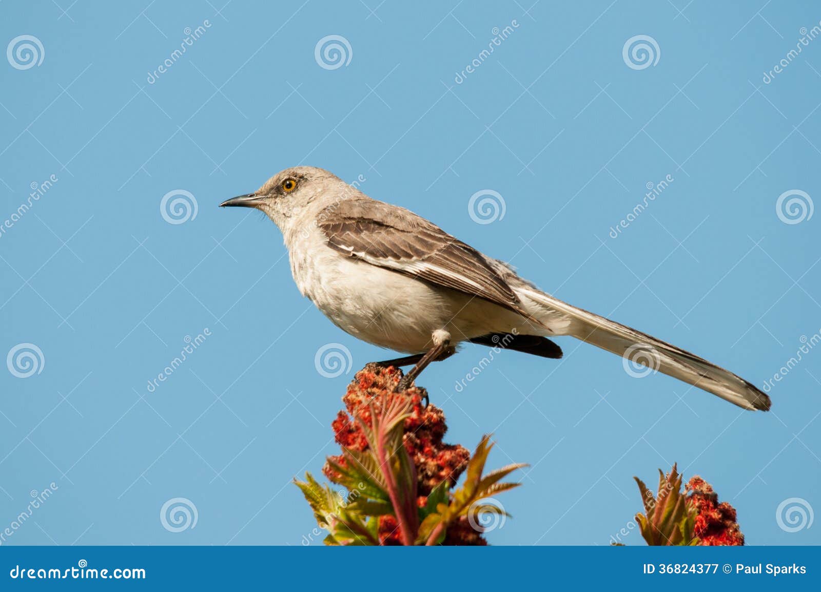 Northern Mockingbird stock image. Image of migration - 36824377