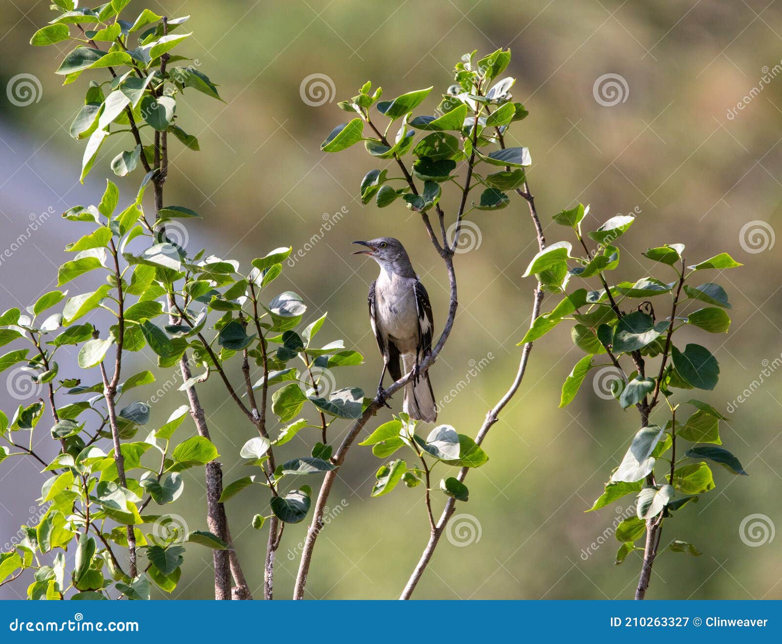 Northern Mockingbird in a Tree Stock Image - Image of animal, feathers ...