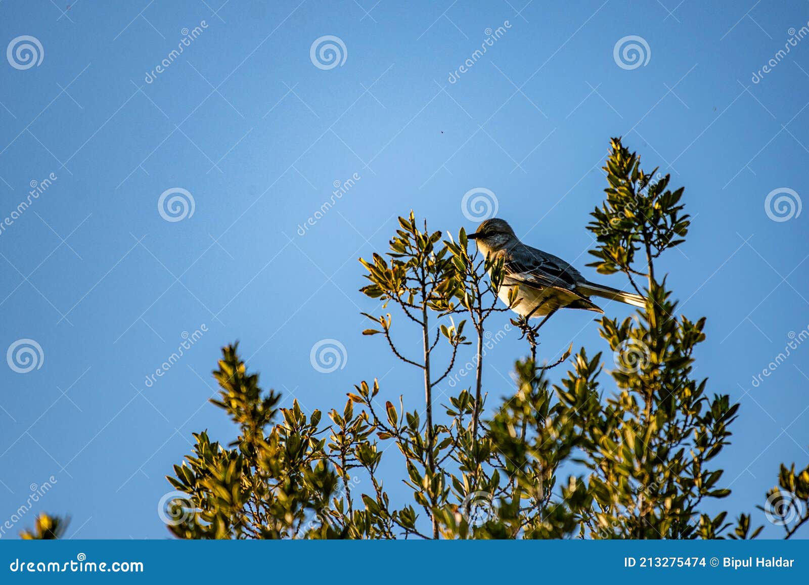 Northern Mockingbird on a Tree Top Stock Photo - Image of bird, area ...