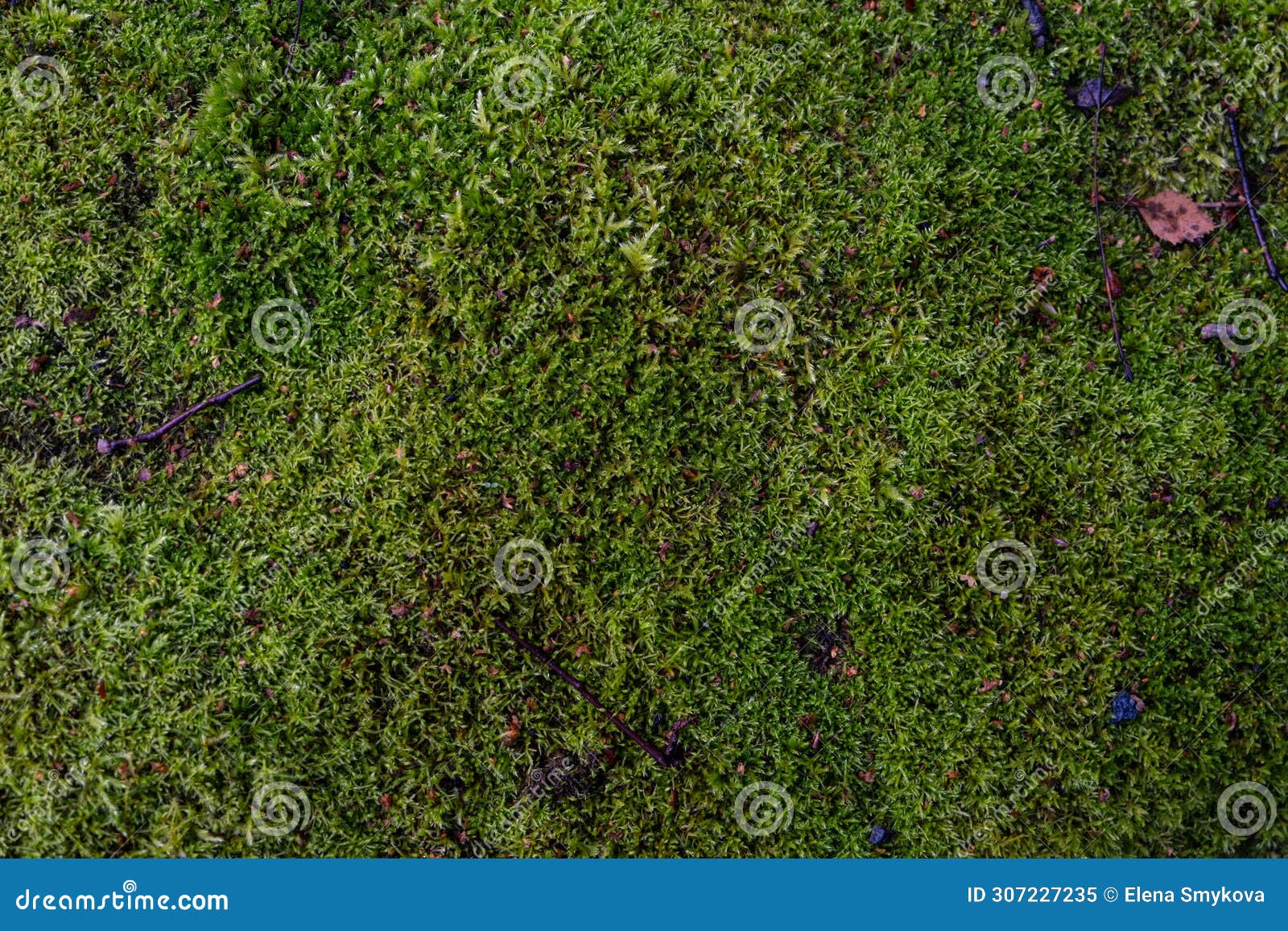 Northern Moss, Green Carpet, Northern Vegetation Stock Image - Image of ...