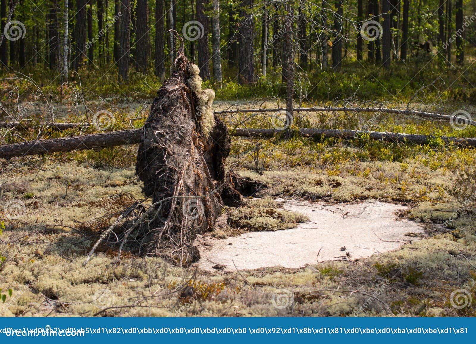 The Northern Moss of the Yagel Grows Stock Photo - Image of nature ...