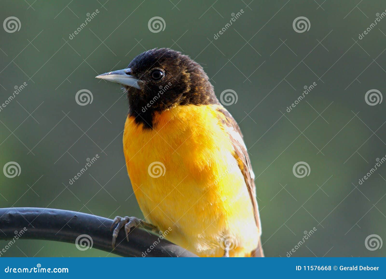 Baltimore Oriole stock photo. Image of baltimore, midwest - 11576668
