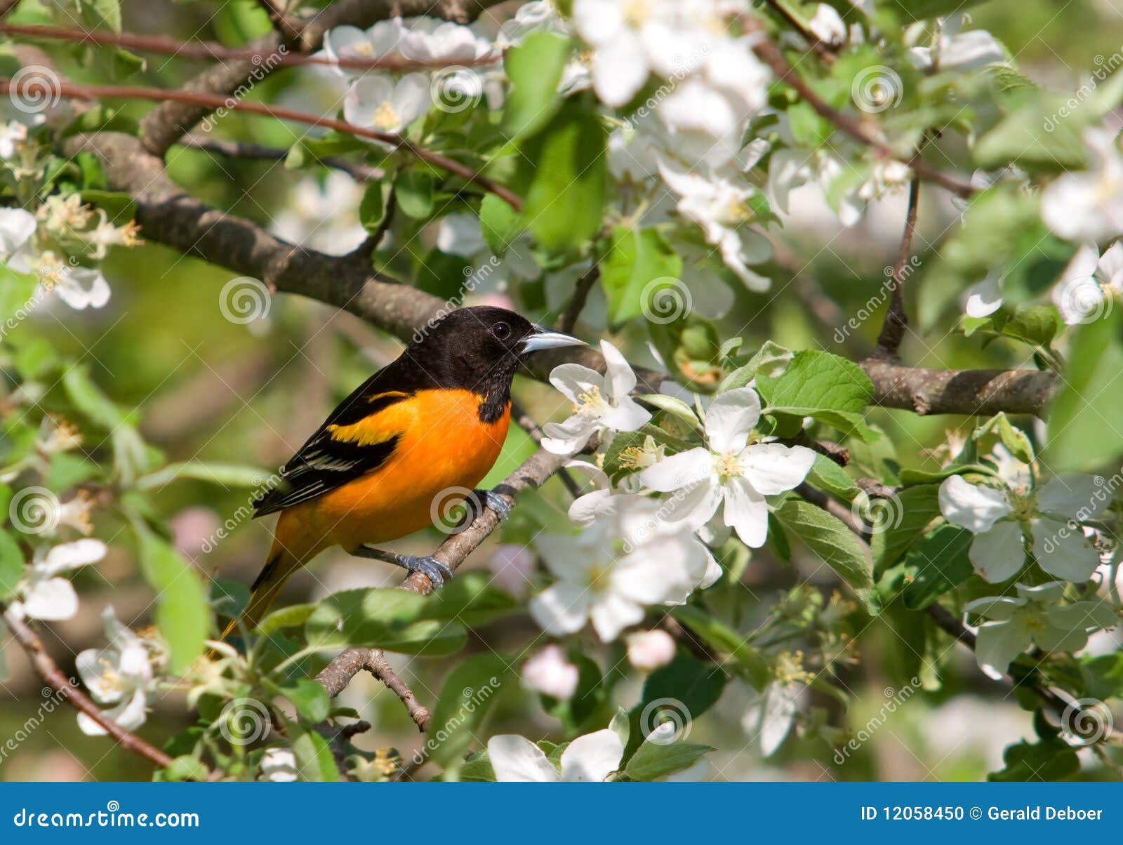 Baltimore Oriole stock photo. Image of garden, oriole - 12058450