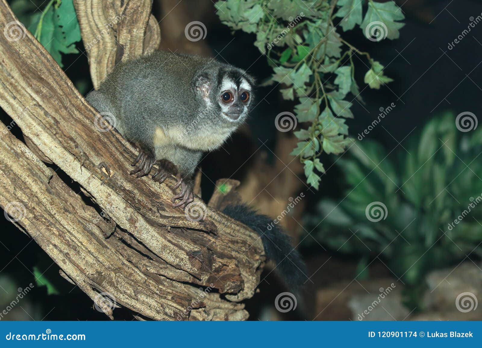 Monkey Wood Carving Wall Sculptures In Thai Temple Royalty-Free Stock ...