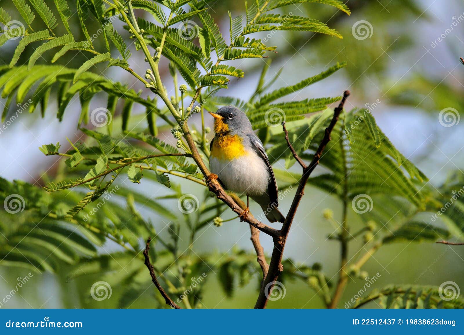 Northern Parula stock image. Image of texas, perch, limb - 22512437