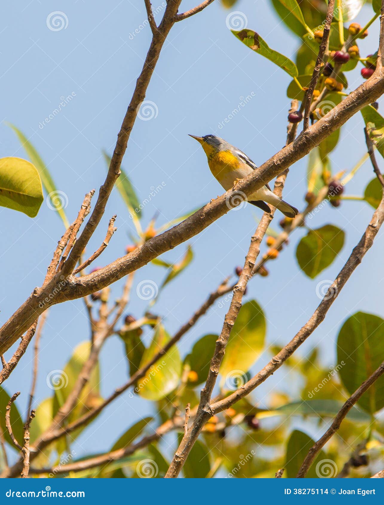 The Northern Parula bird stock photo. Image of nature - 38275114