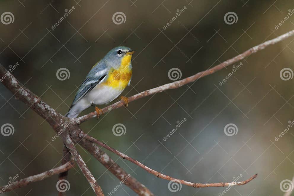 Northern parula warbler stock photo. Image of warbler - 16792862