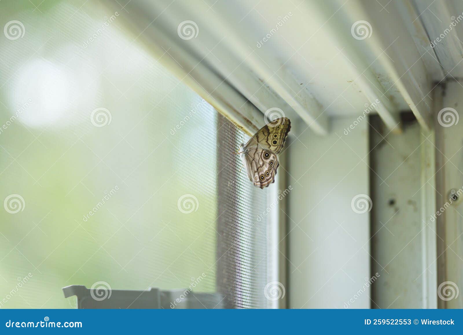 Northern Pearly-eye Butterfly on the Window Stock Image - Image of ...