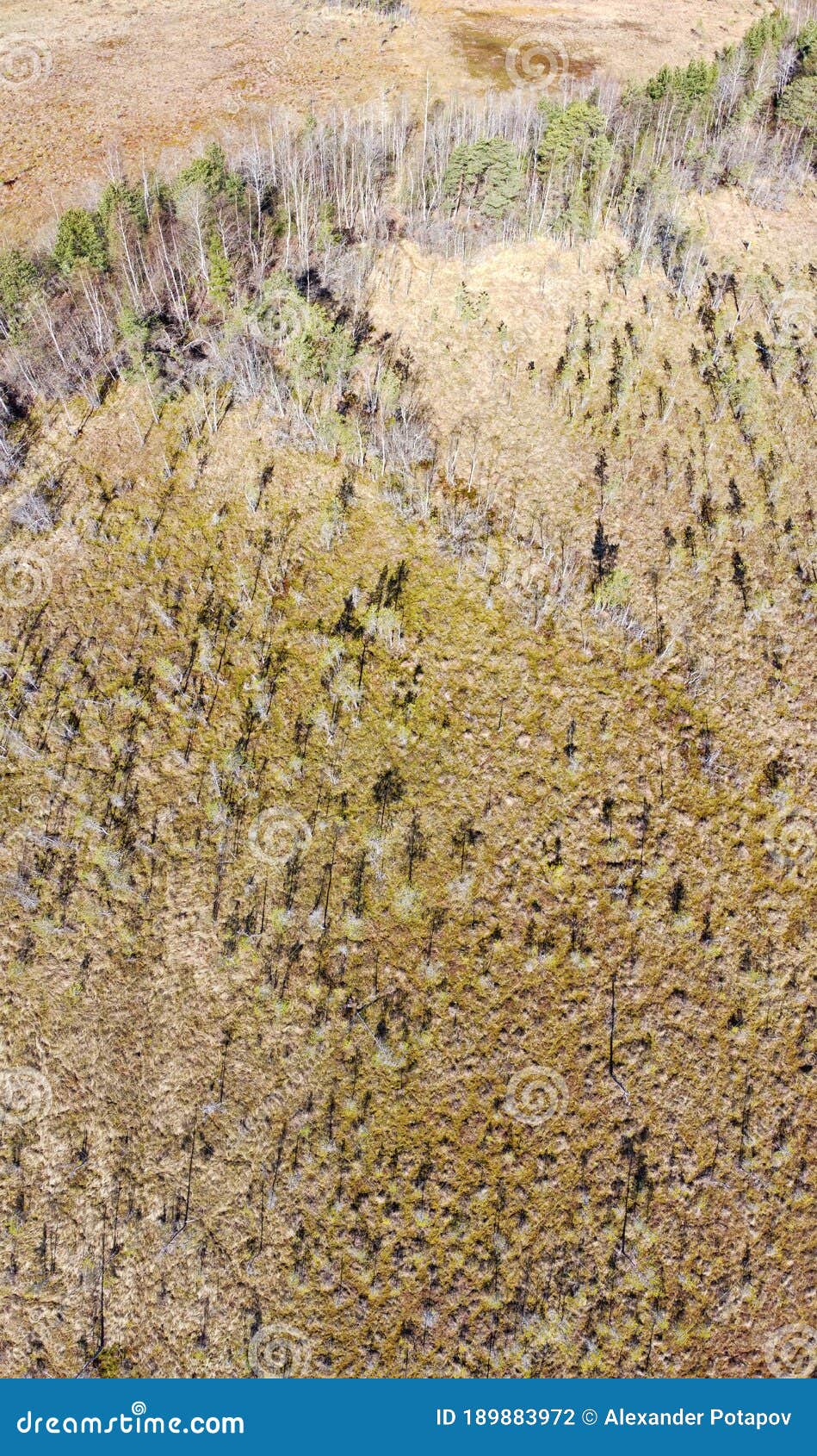 Northern Peat Swamp Top View Stock Photo - Image of peat, swamp: 189883972