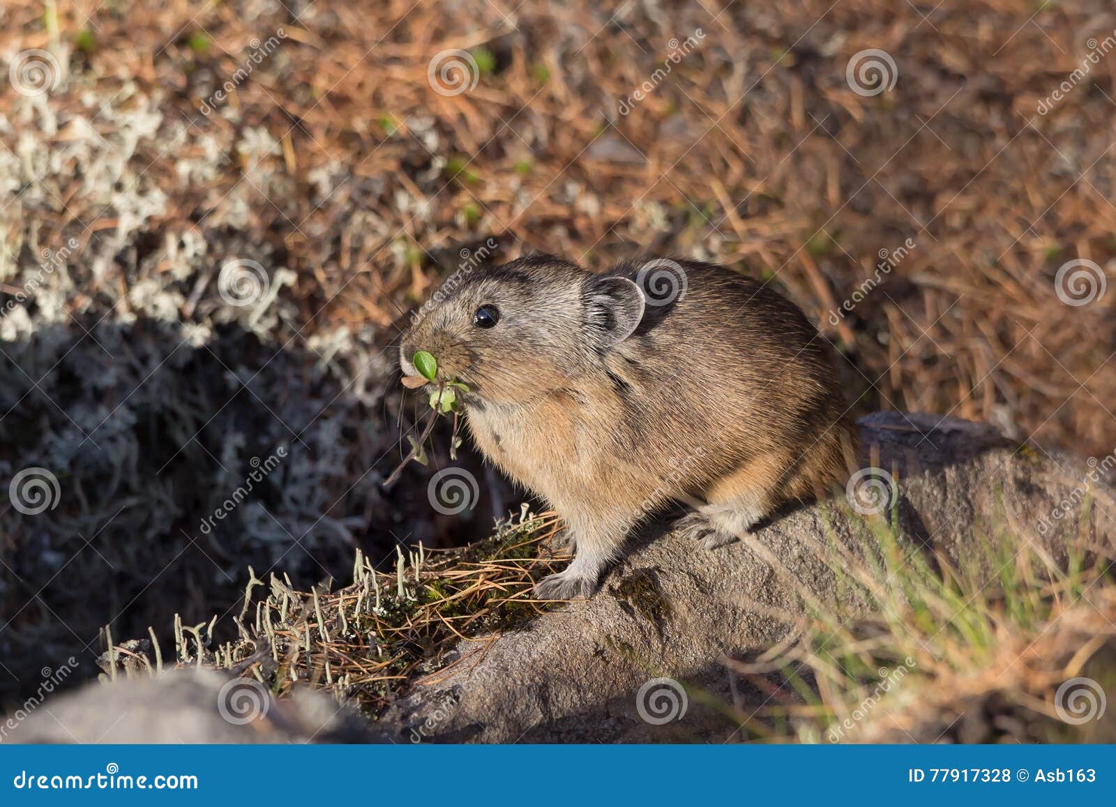 Northern Pika (Ochotona Hyperborea). Pika Among The Stones Covered With ...