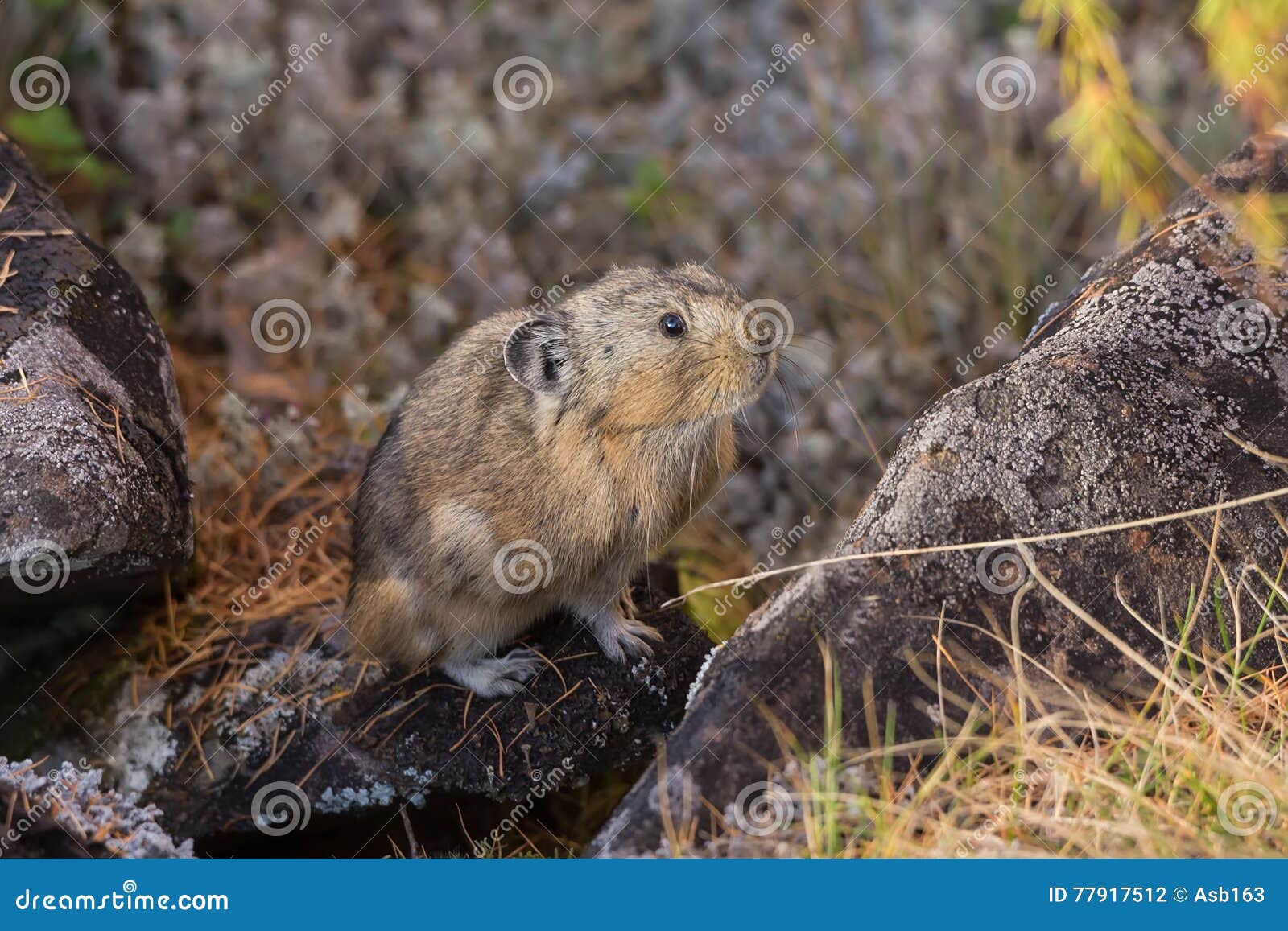 Northern pika on rock stock photo. Image of cute, furry - 77917512