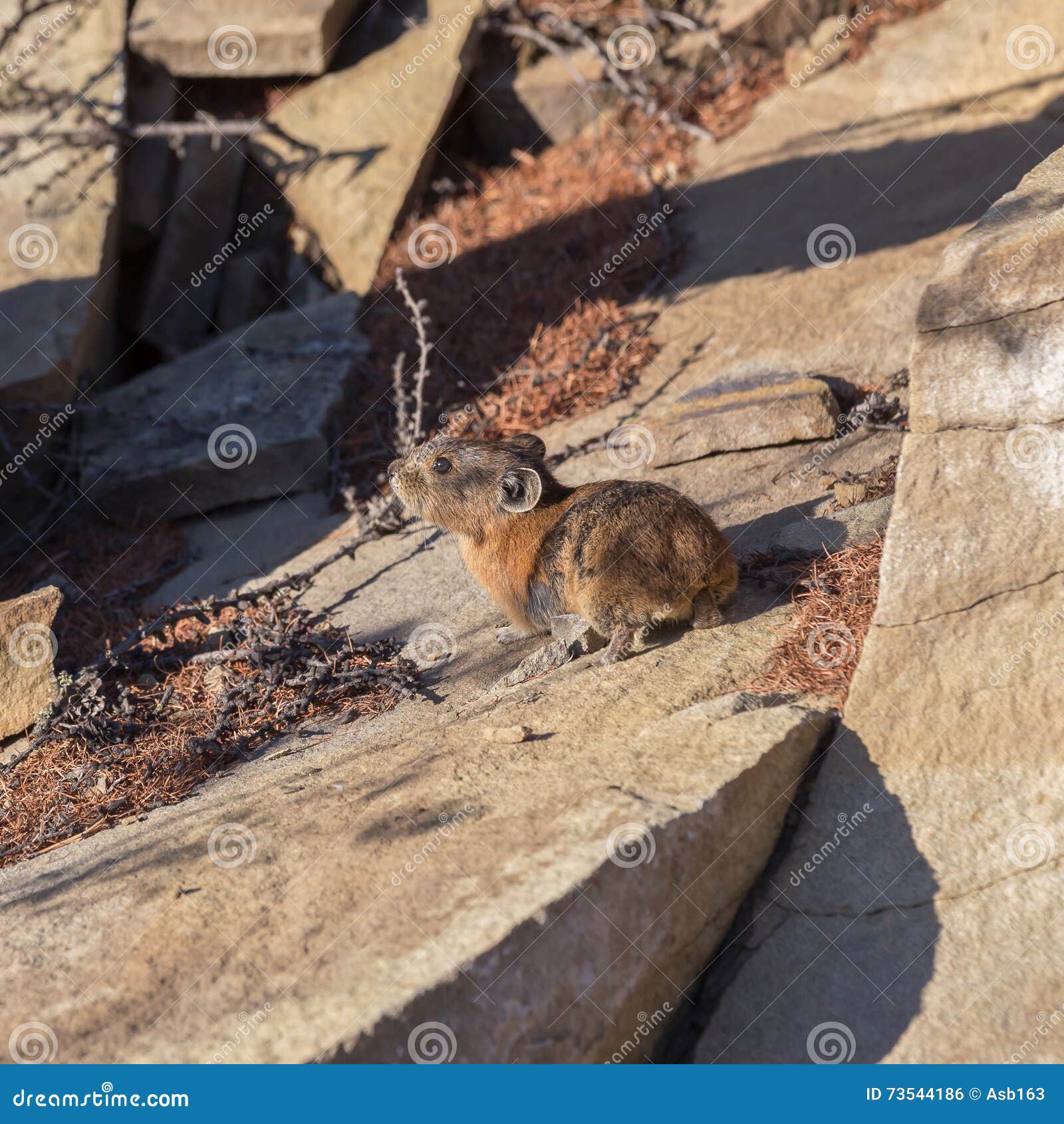 Northern Pika (Ochotona Hyperborea). Pika Among The Stones Covered With ...