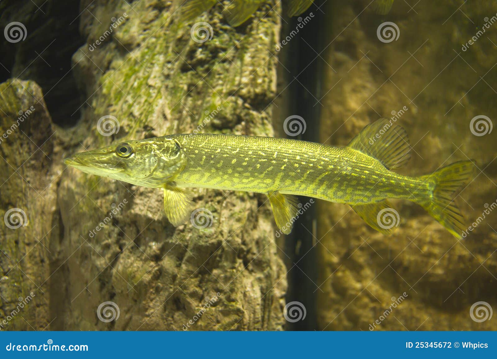 Northern pike stock photo. Image of esox, northern, freshwater - 25345672