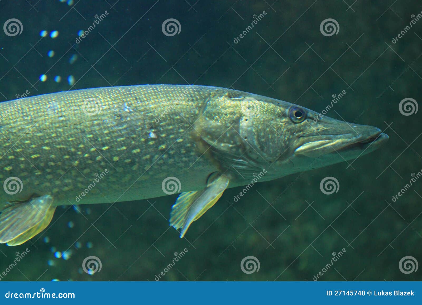 Northern pike stock photo. Image of nature, fish, northern - 27145740
