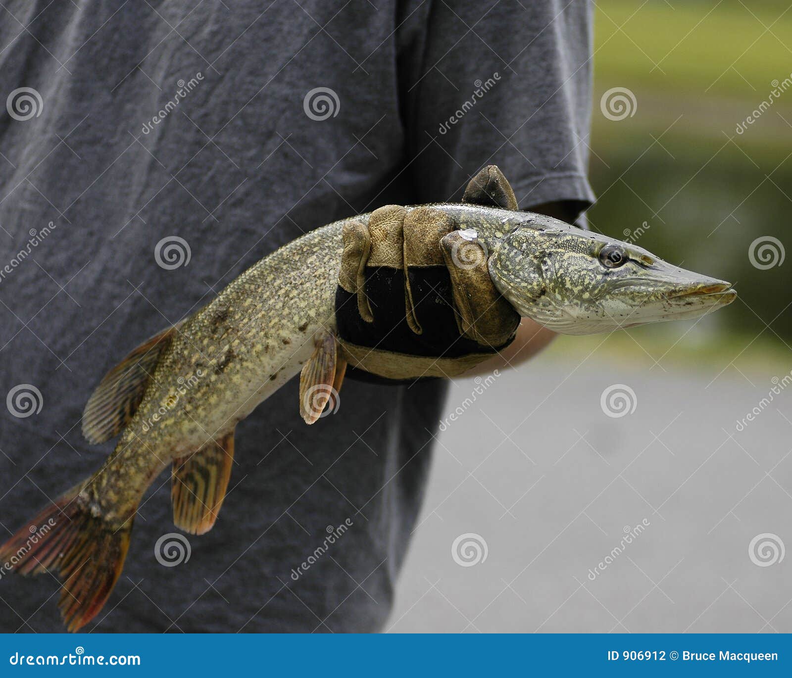 The Northern Pike Esox Lucius, Known As A Pike Or Pickerel,a Small Pike ...