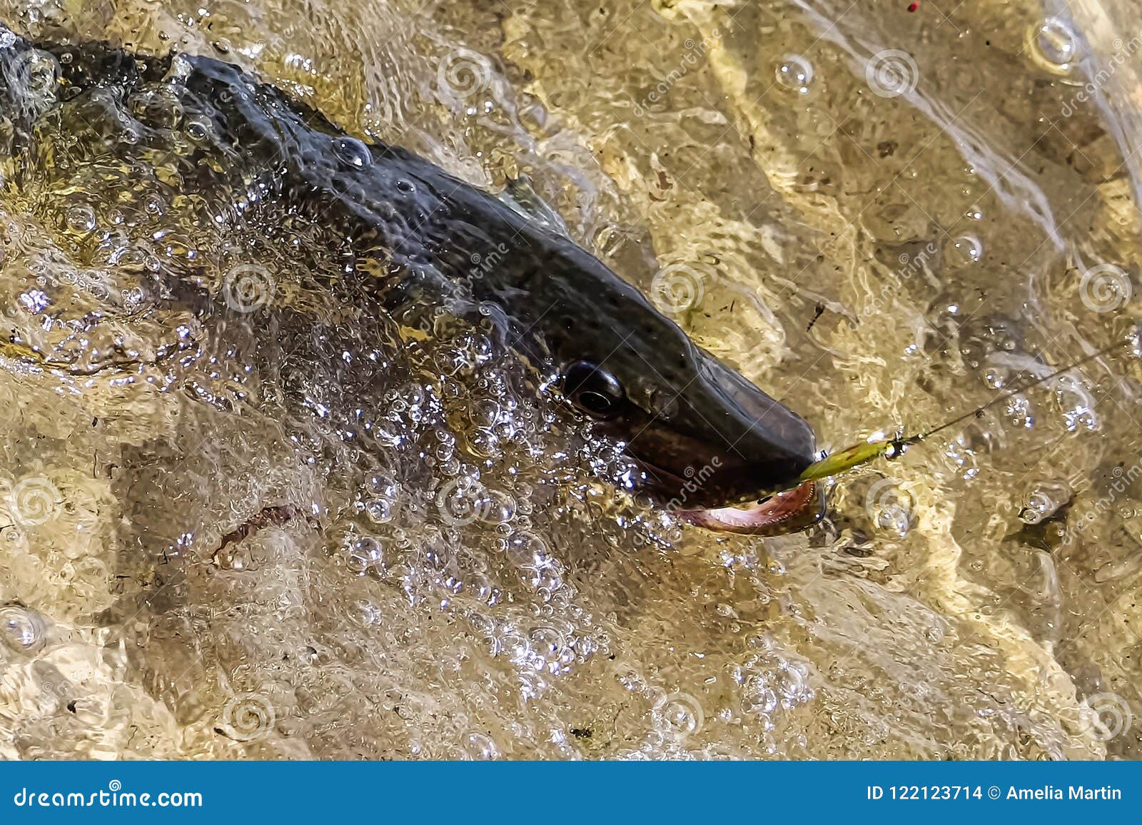 A Northern Pike Caught on a Fishing Hook Stock Photo - Image of fish ...