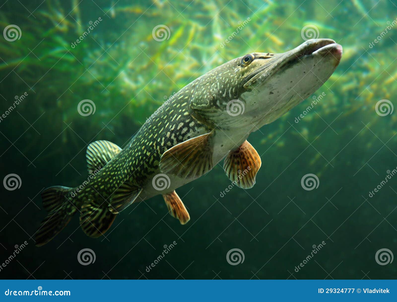 The Northern Pike Esox Lucius, Known As A Pike Or Pickerel,a Small Pike ...