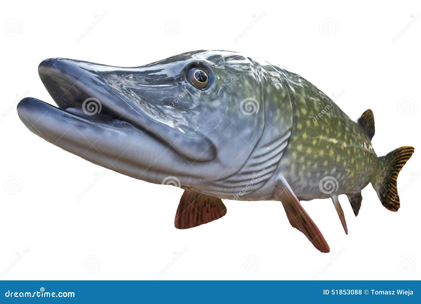 Northern Pike, A Common Freshwater Fish In Germany Royalty-Free Stock ...