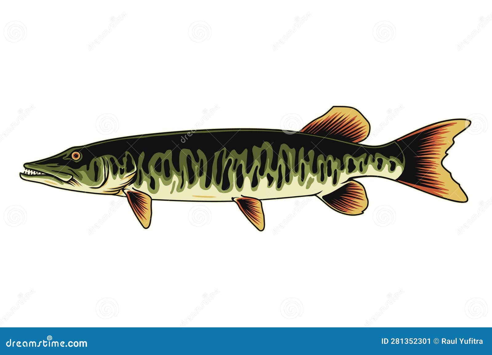 Northern Pike Fish Vector Illustration Stock Vector - Illustration of ...