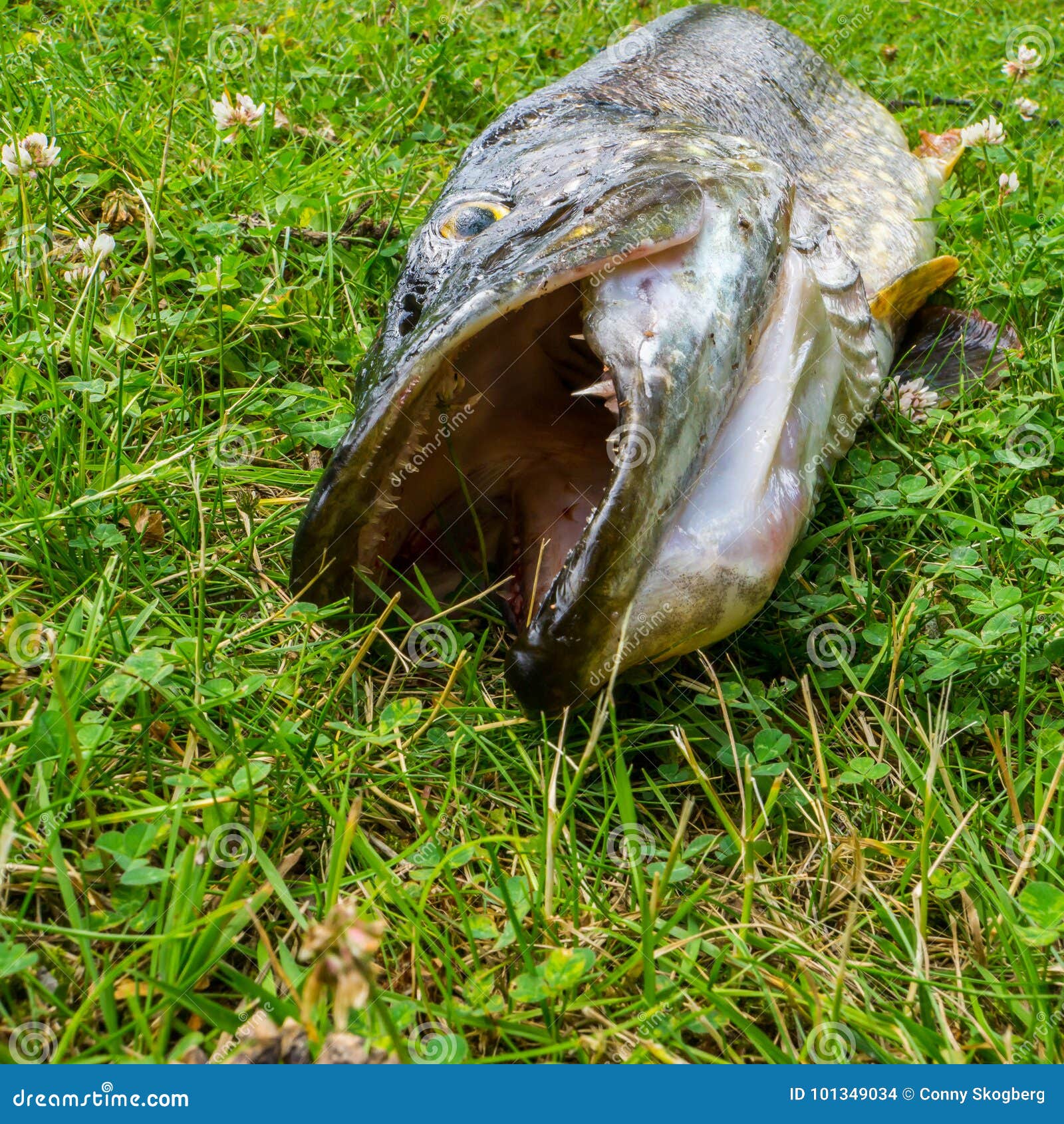 Northern pike on the grass stock photo. Image of carnivorous - 101349034