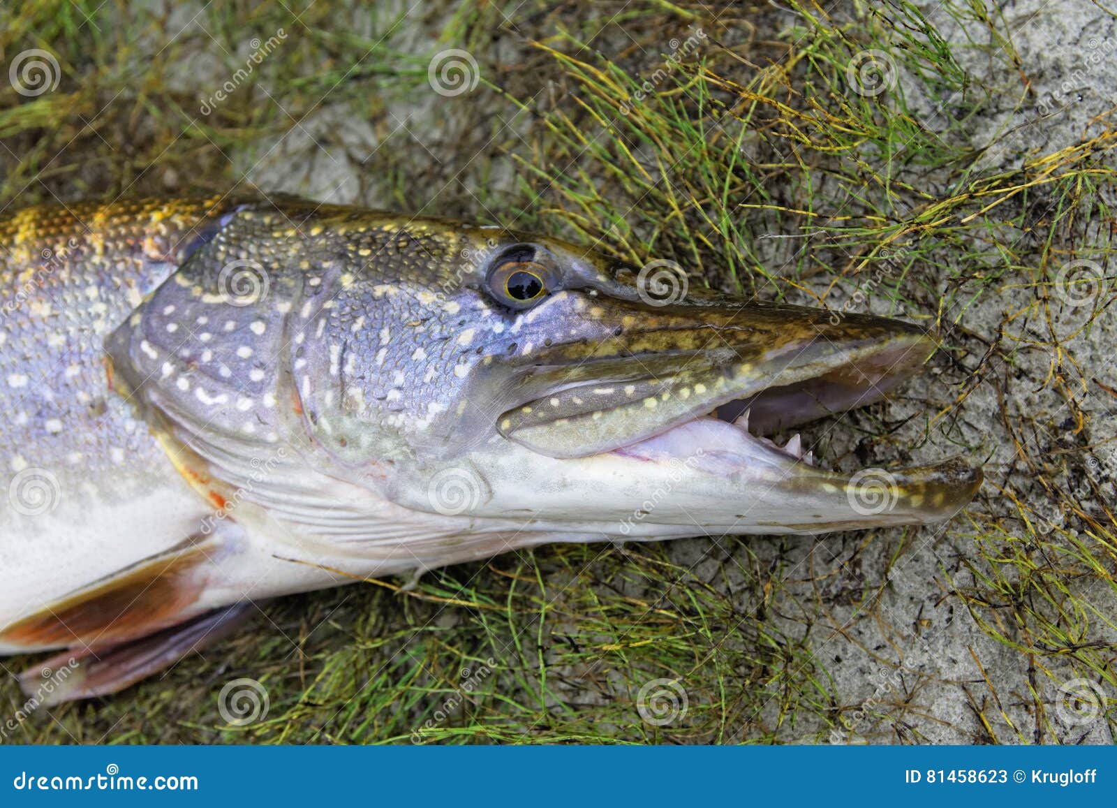 Northern pike stock image. Image of pike, spotty, beautiful - 81458623