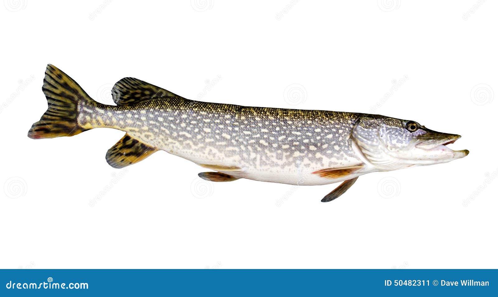 Northern Pike isolated stock image. Image of freshwater - 50482311