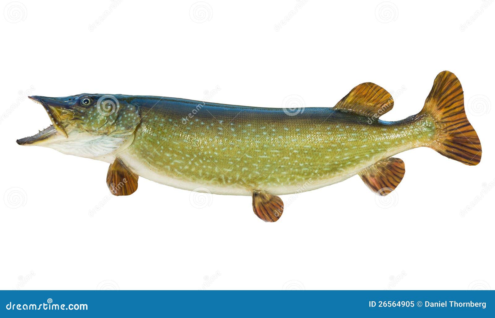 Isolated Pike, A Kind Of River Fish From The Side. Royalty-Free Stock ...