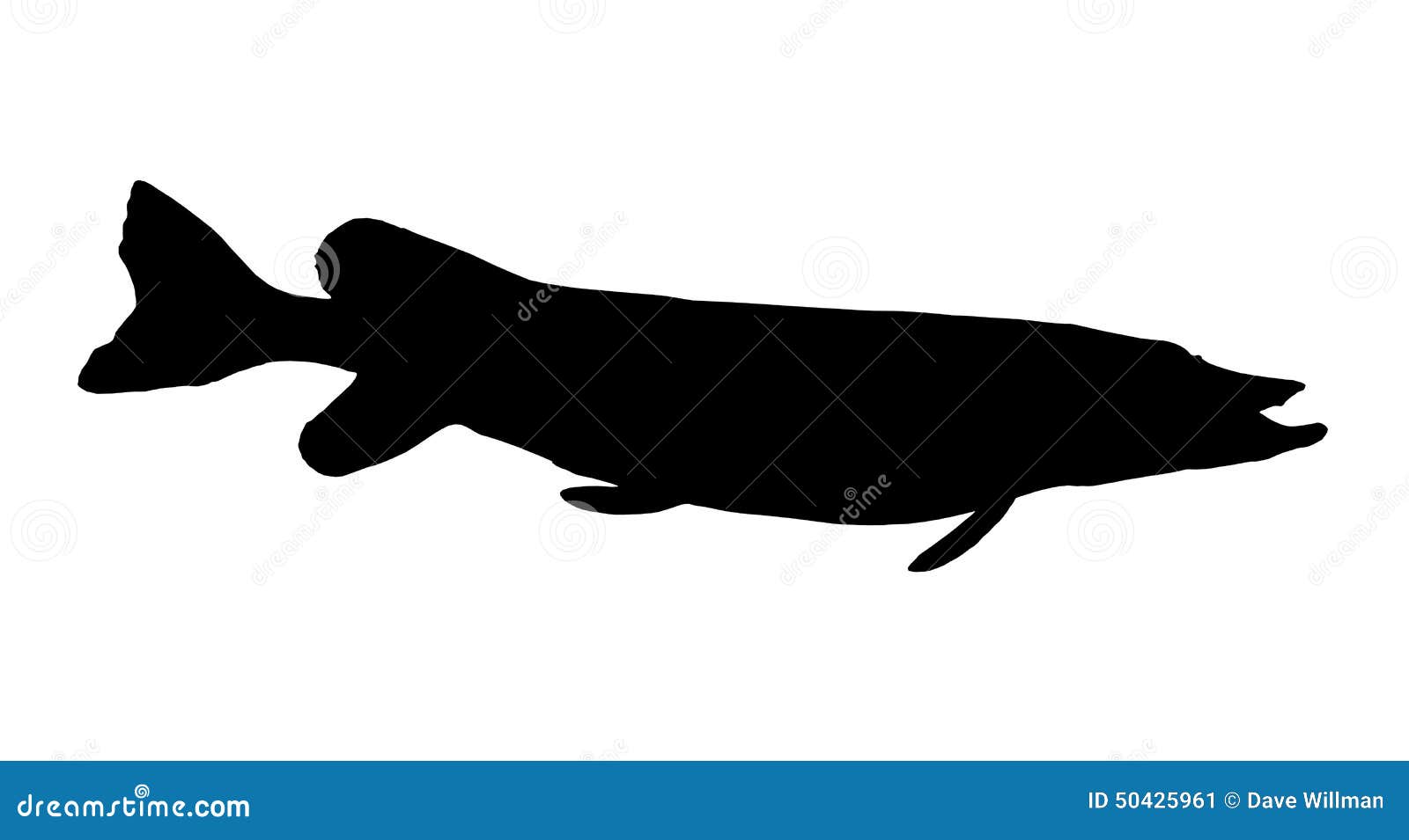 Northern Pike Silhouette stock image. Image of shadow - 50425961
