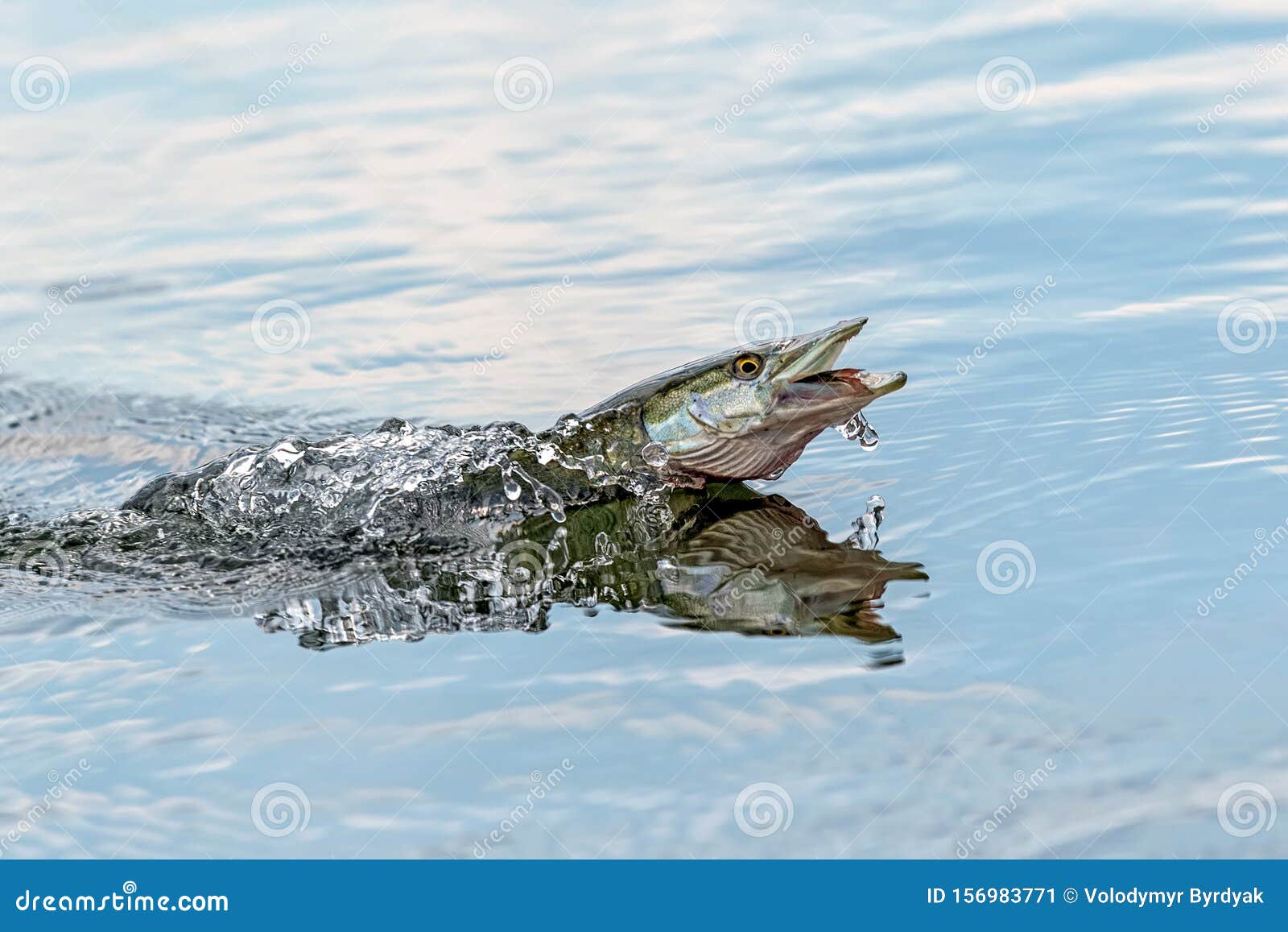 Northern Pike Splasing in Water Stock Image - Image of pike, nature ...